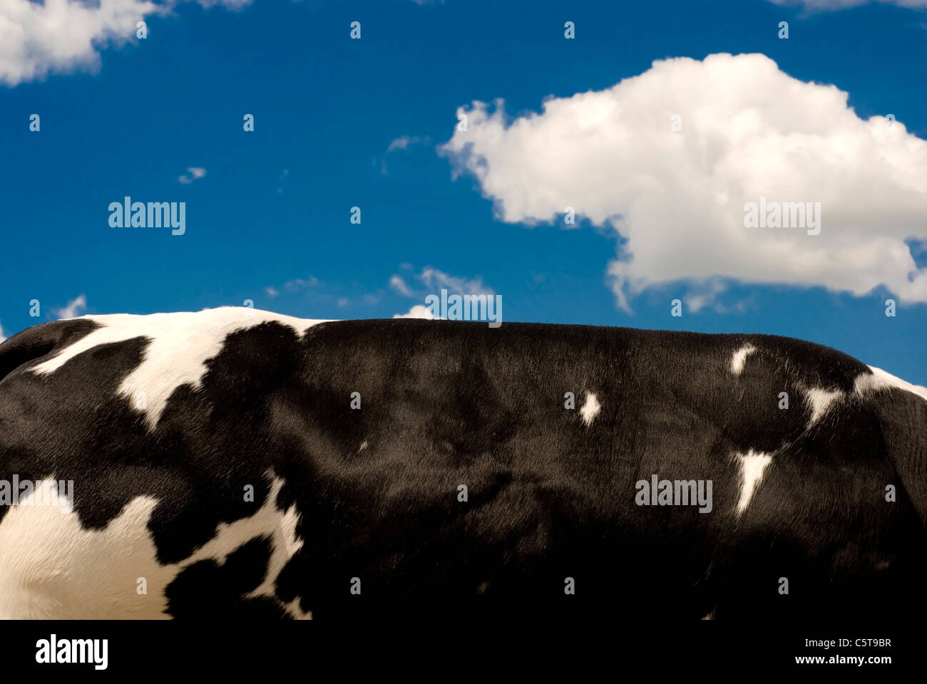 British blue bull muscular back Stock Photo - Alamy