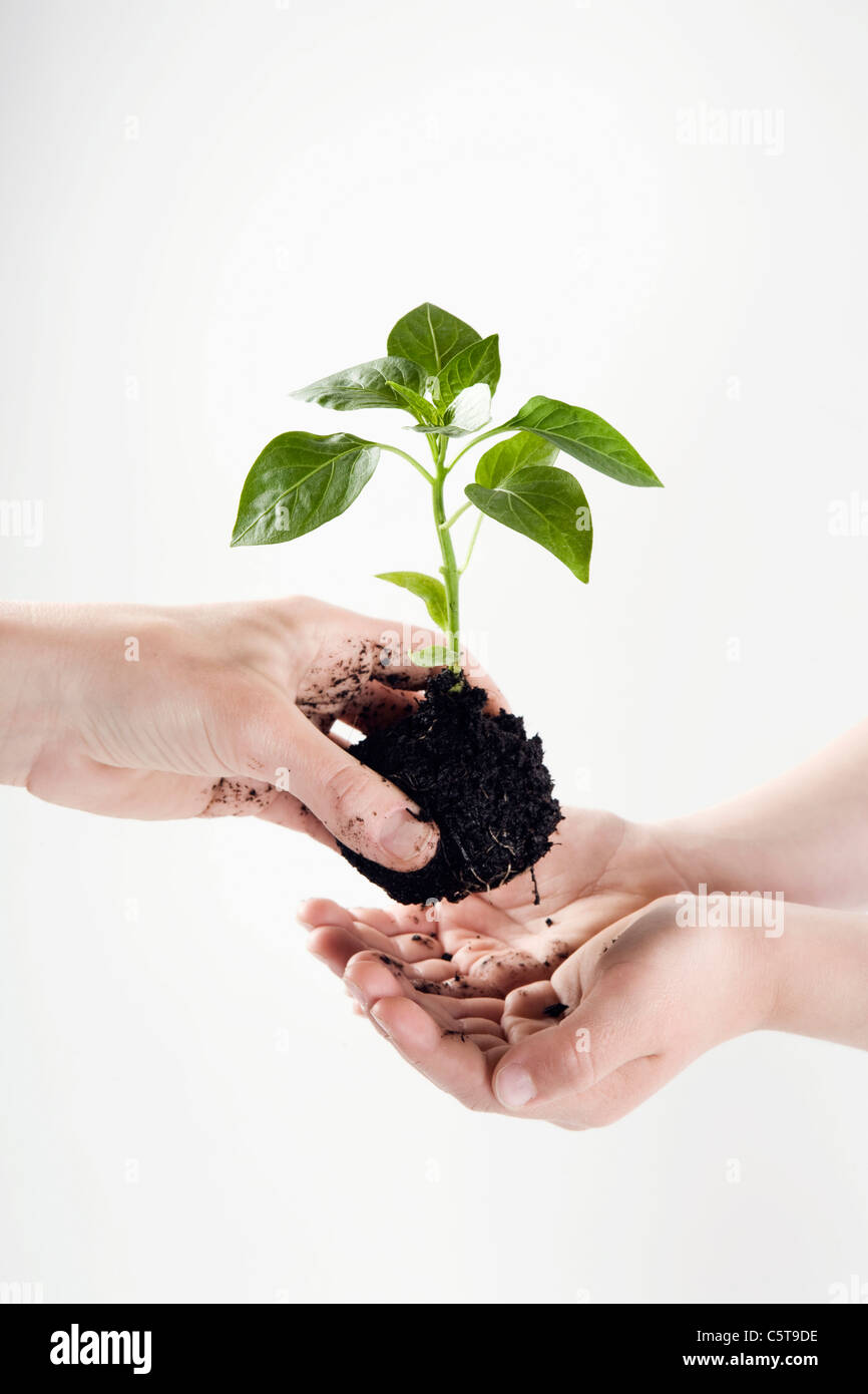 Hands holding seedling Stock Photo - Alamy
