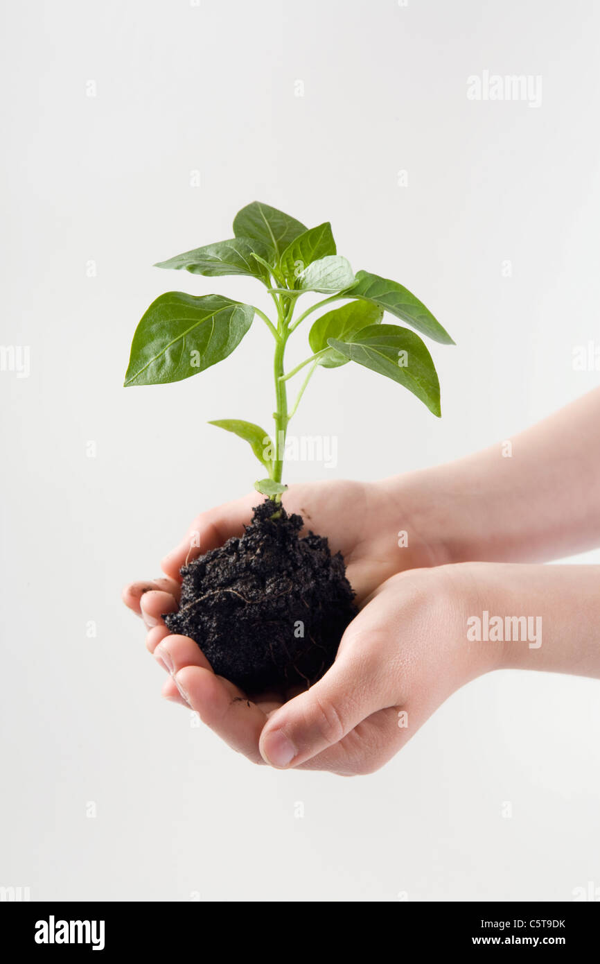 Hands holding seedling Stock Photo - Alamy