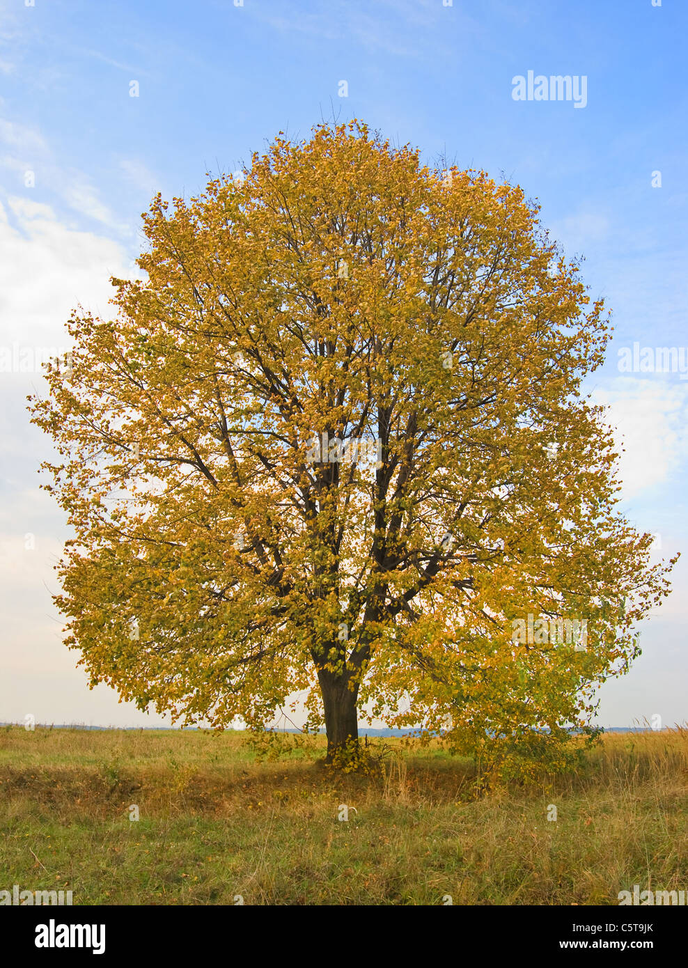 autumn tree is background sky Stock Photo - Alamy
