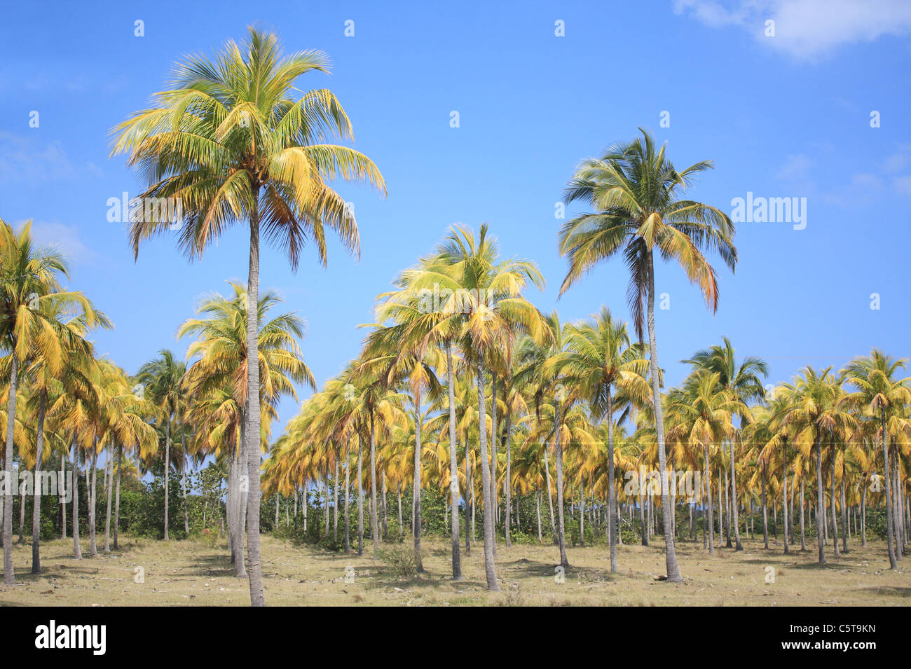 Cuba palm trees hi-res stock photography and images - Alamy