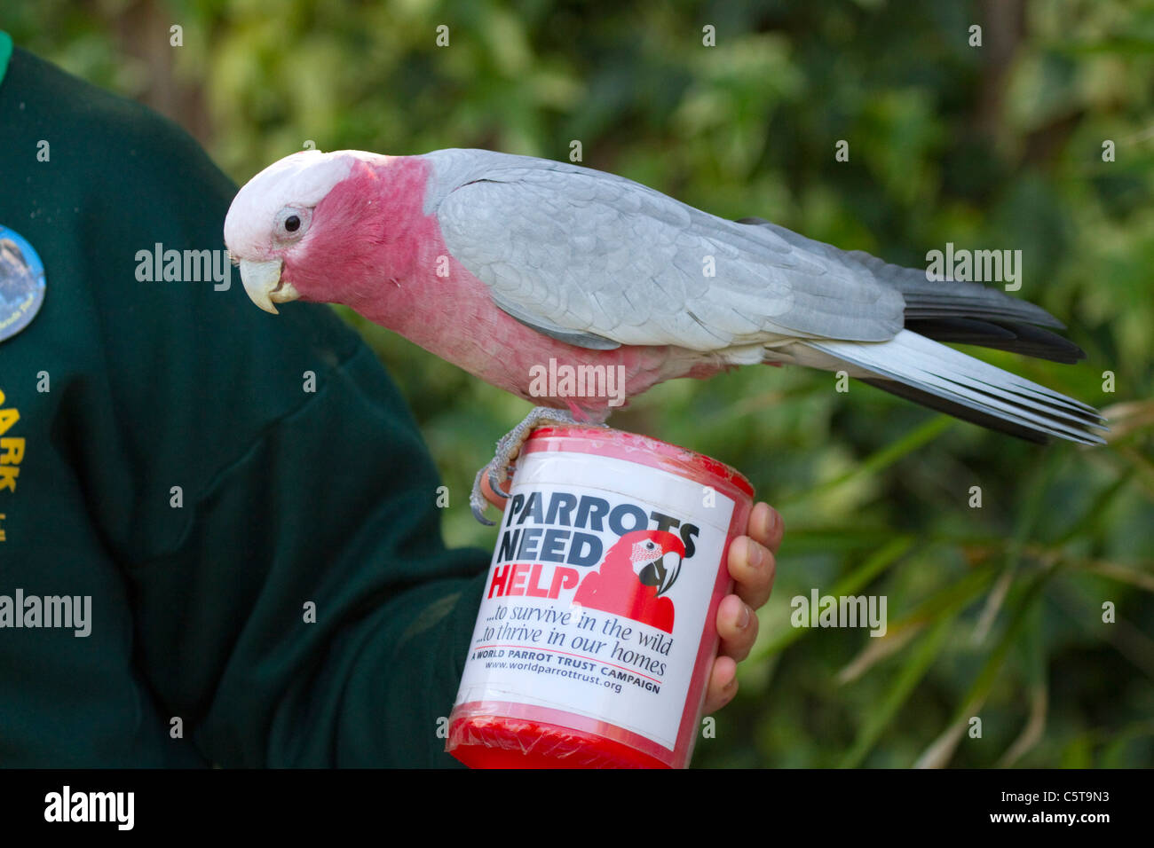 Roseate Cockatoo; Eolophus roseicapilla; collecting tin; Paradise Park ...