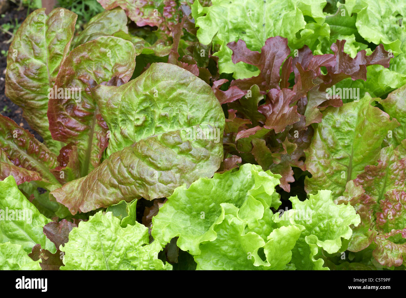 Lettice hi-res stock photography and images - Alamy