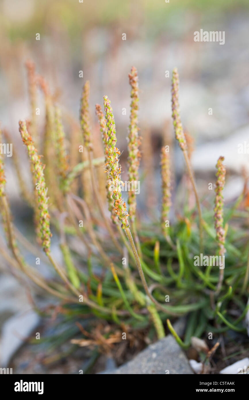 Sea Plantain; Plantago maritima; Cornwall; UK Stock Photo - Alamy