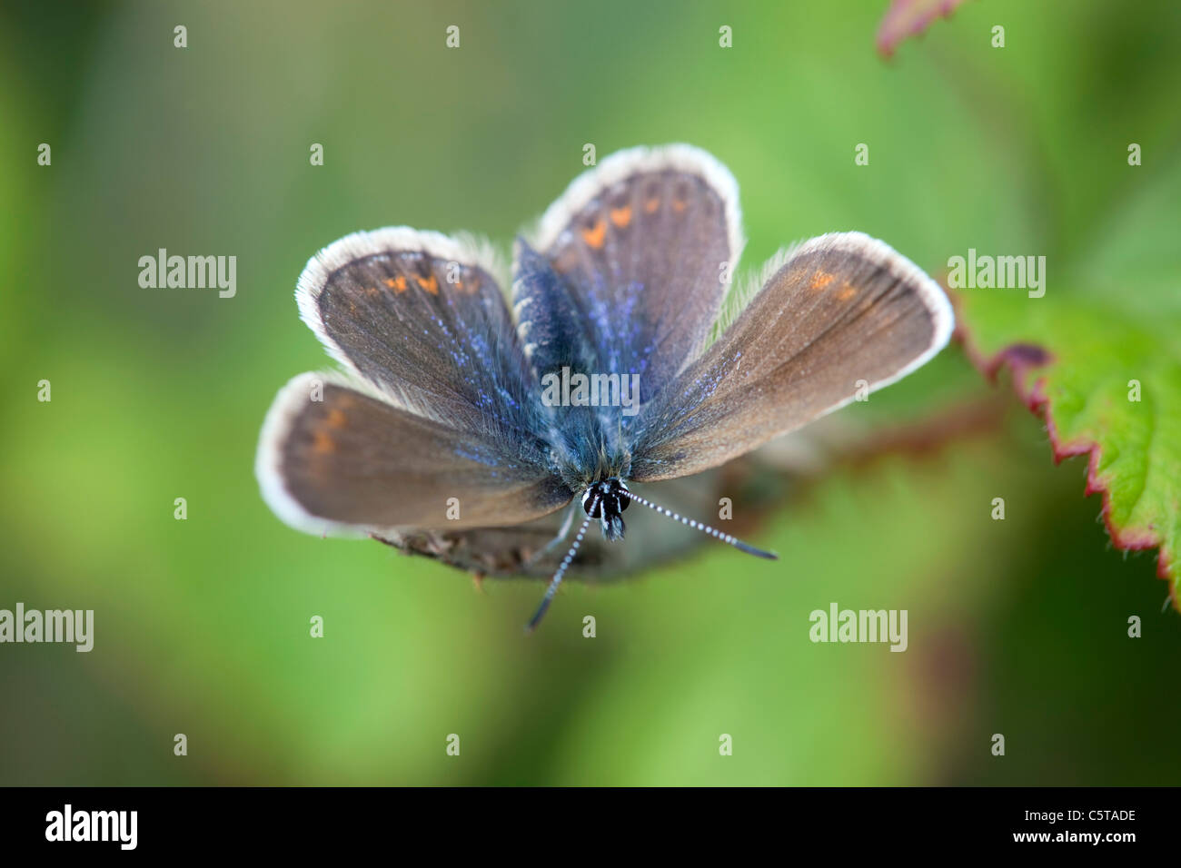 Silver studded blue butterfly hi-res stock photography and images - Alamy