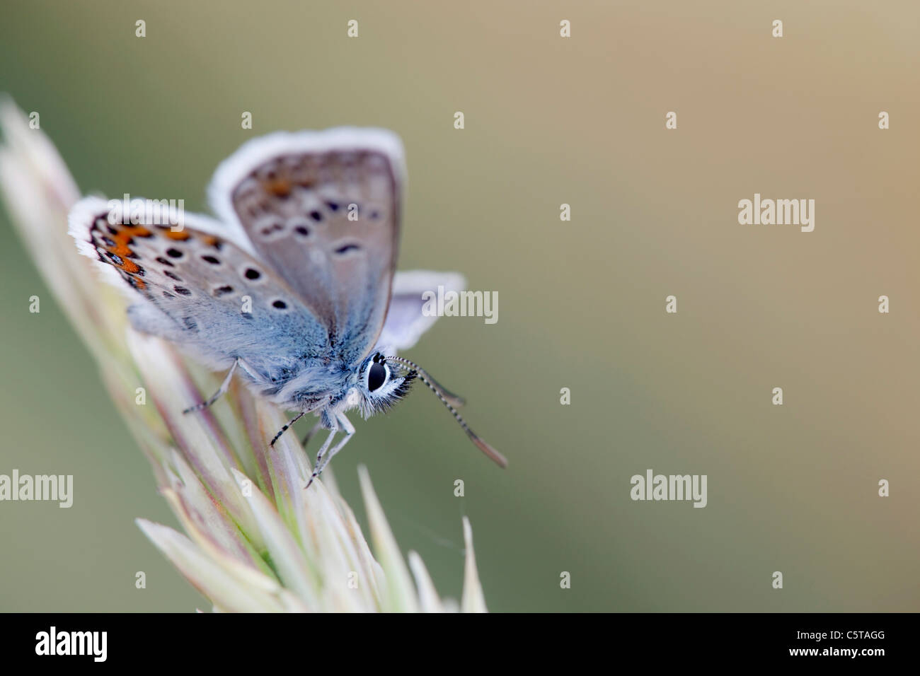 Silver blue butterfly hi-res stock photography and images - Alamy