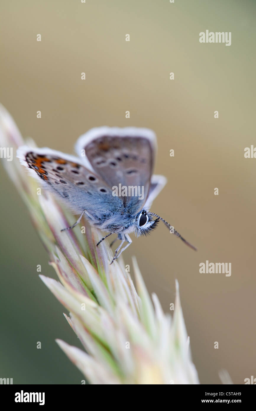 Silver studded blue butterfly hi-res stock photography and images - Alamy