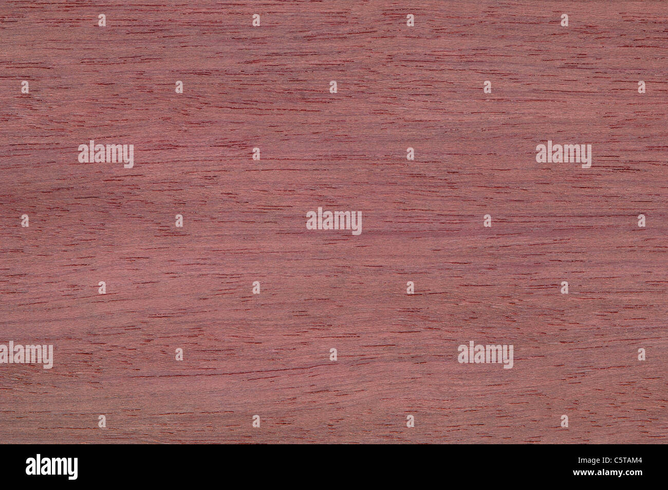 Wood surface, Purpleheart (Peltogyne venosa, Leguminosae Caesalpinioi ...