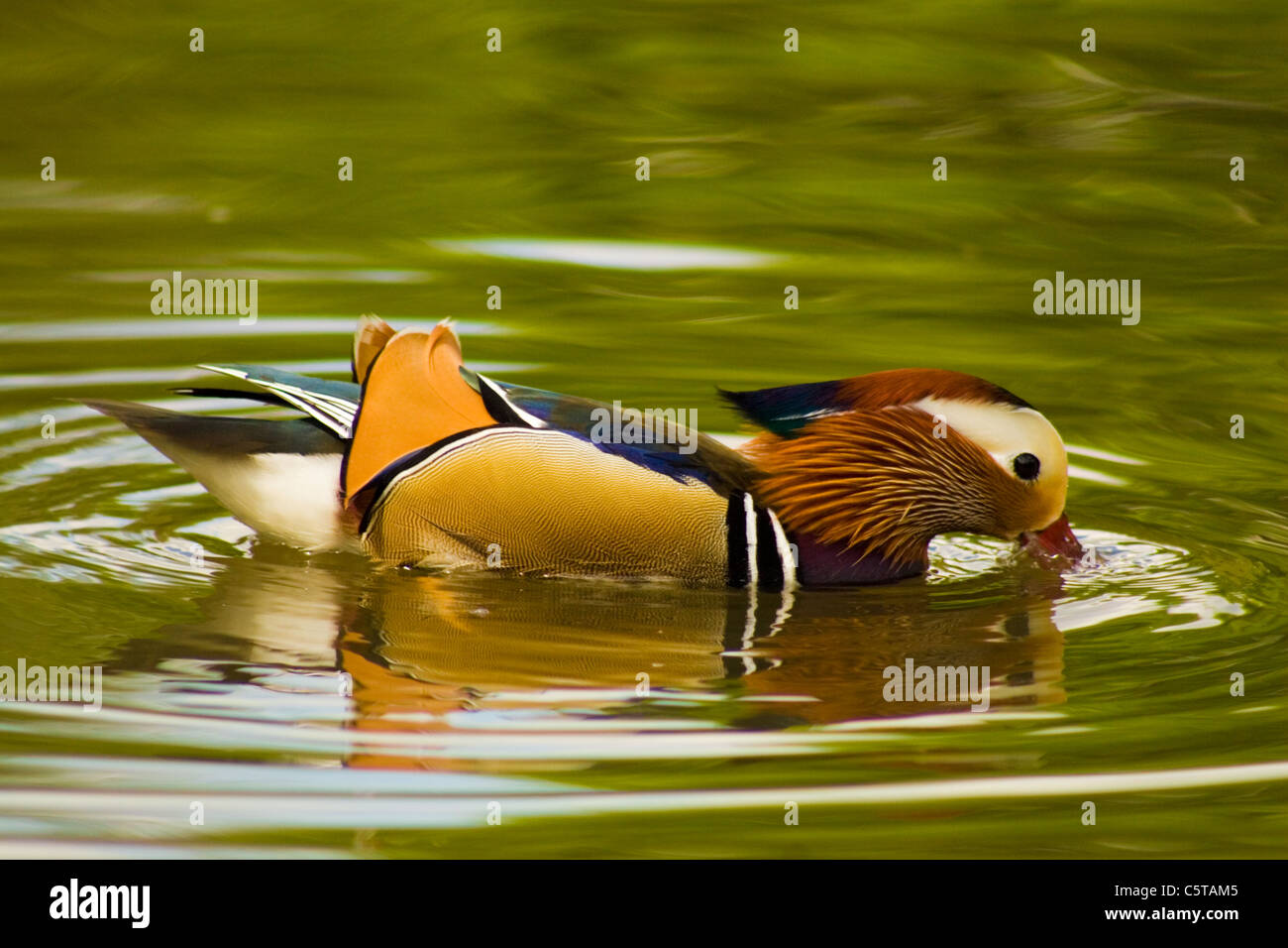A Mandarin Duck reflecting in the pond Stock Photo - Alamy