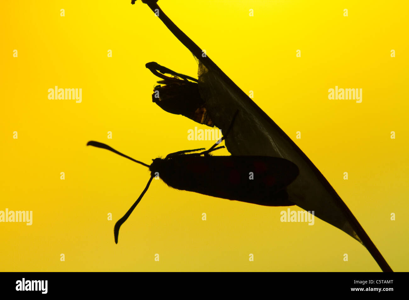 Burnet Moth Cocoon High Resolution Stock Photography and Images - Alamy
