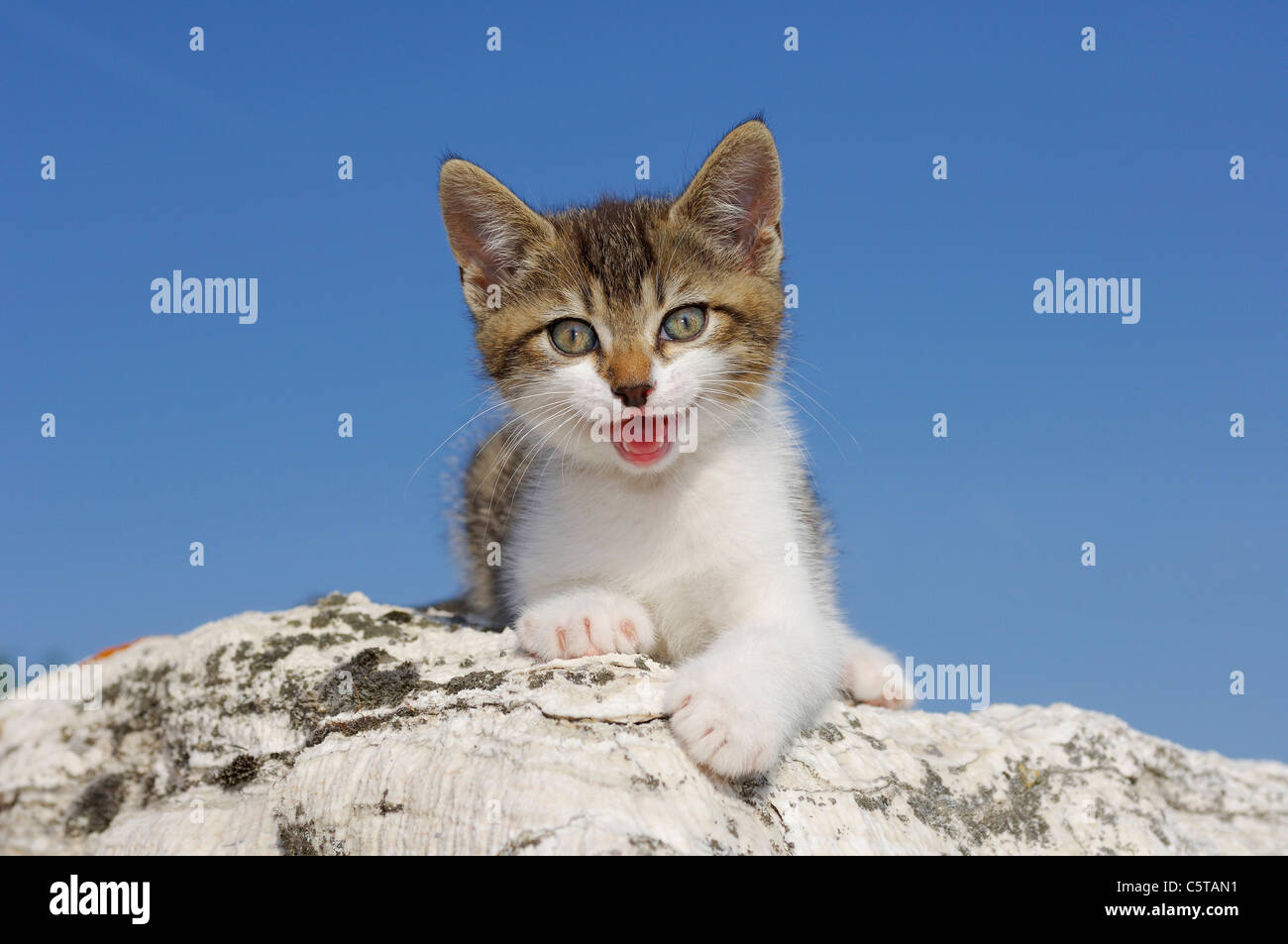 Cat kitten rock hi-res stock photography and images - Alamy