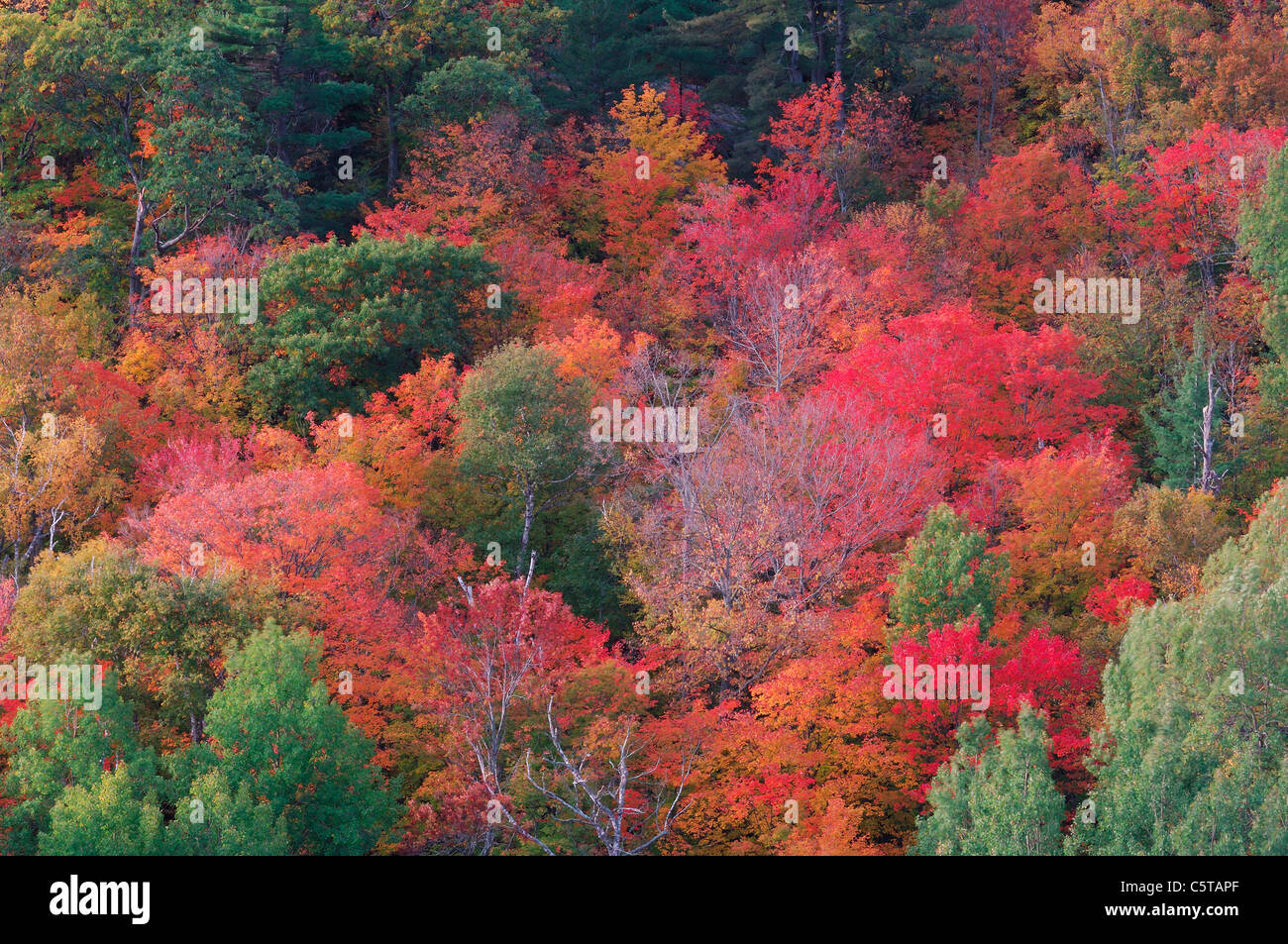 Ontario autumn forest hi-res stock photography and images - Alamy