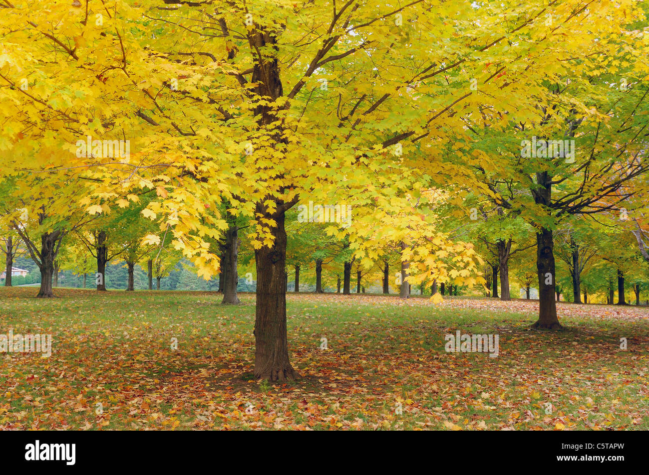 USA, Vermont, Maple trees in autumn Stock Photo - Alamy