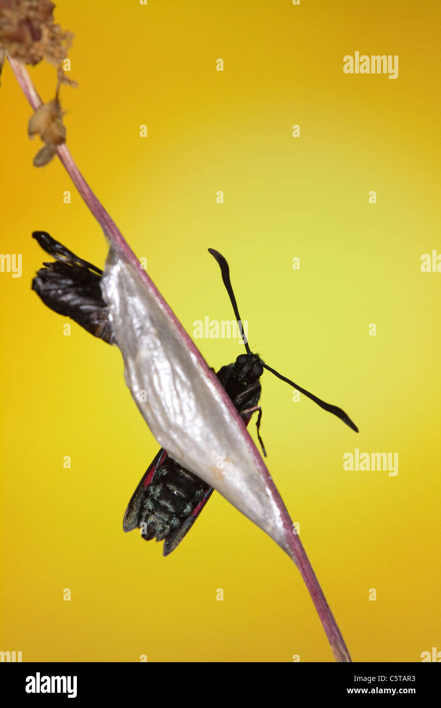 Burnet Moth Cocoon High Resolution Stock Photography and Images - Alamy