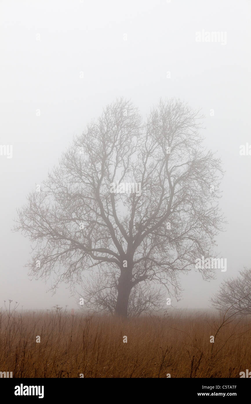 Winter trees in the mist Stock Photo - Alamy