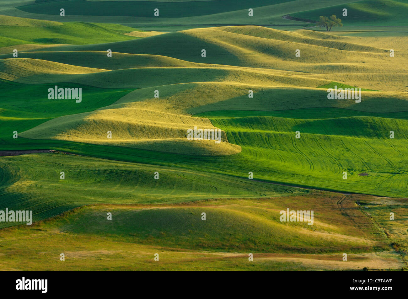 USA, Washington State, green fields and hills of Palouse Stock Photo ...