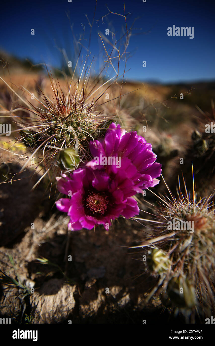 Purple desert flower hi-res stock photography and images - Alamy