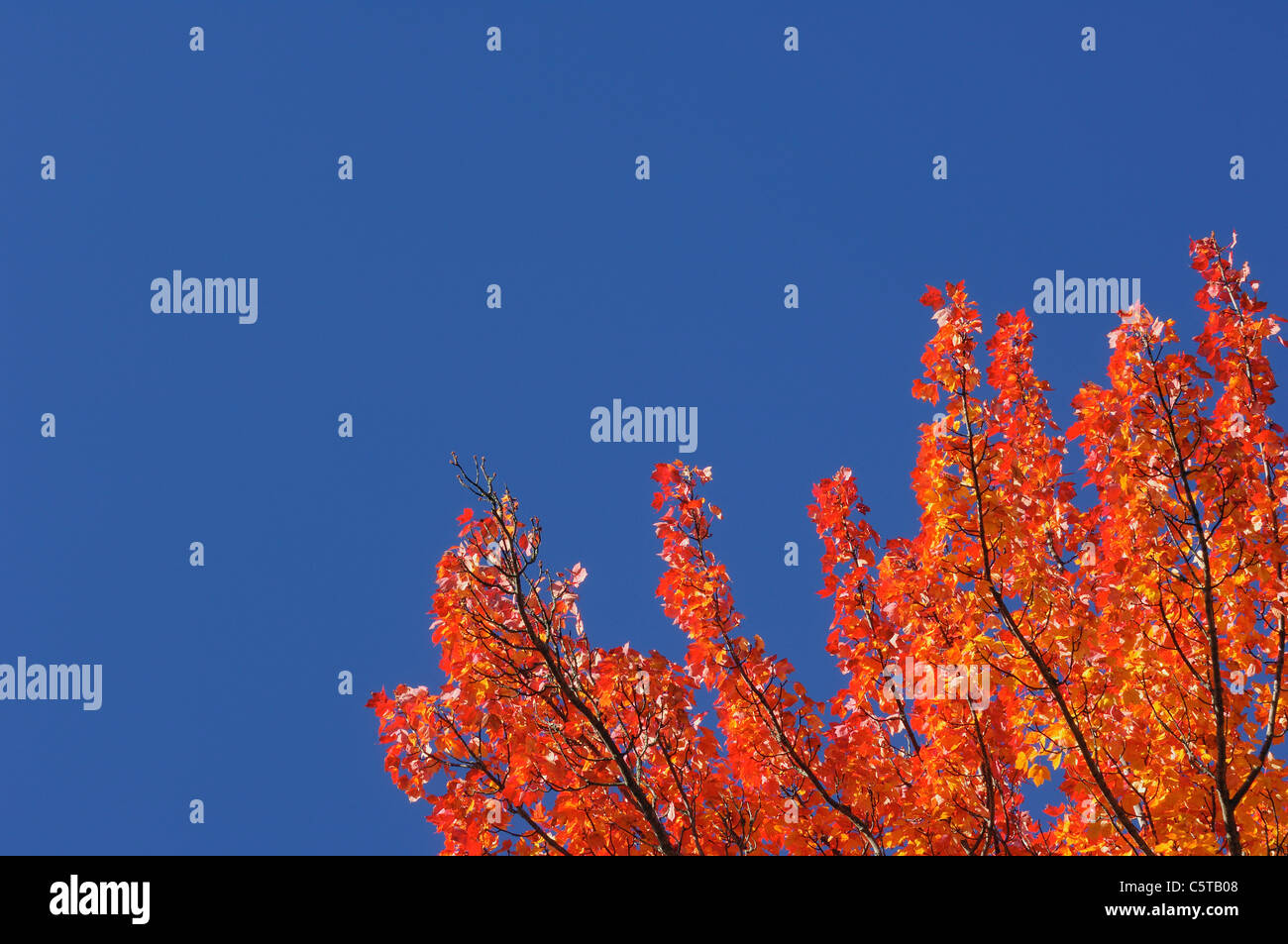 USA, New England, Maple tree, autumn colours Stock Photo - Alamy