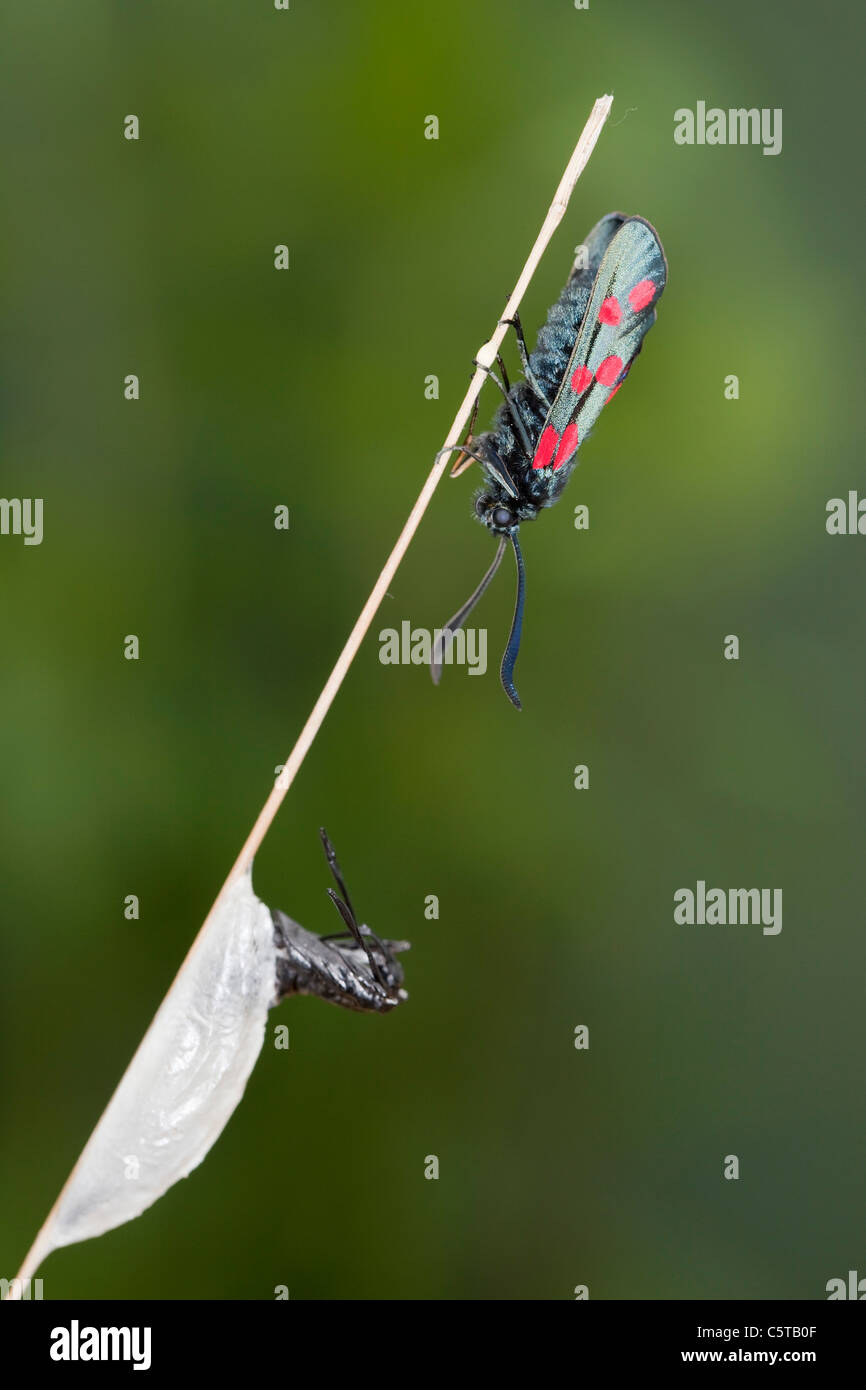 Six Spot Burnet Moth; Zygaena filipendulae stephensi; freshly emerged ...