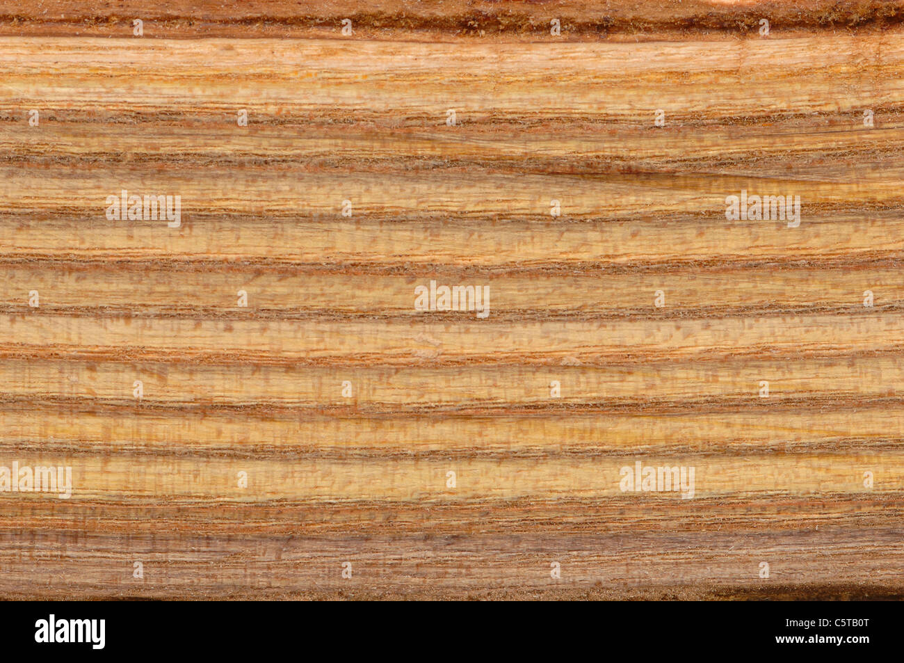 Wood surface, Staghorn sumac Wood (Rhus typhina) surface, full frame ...