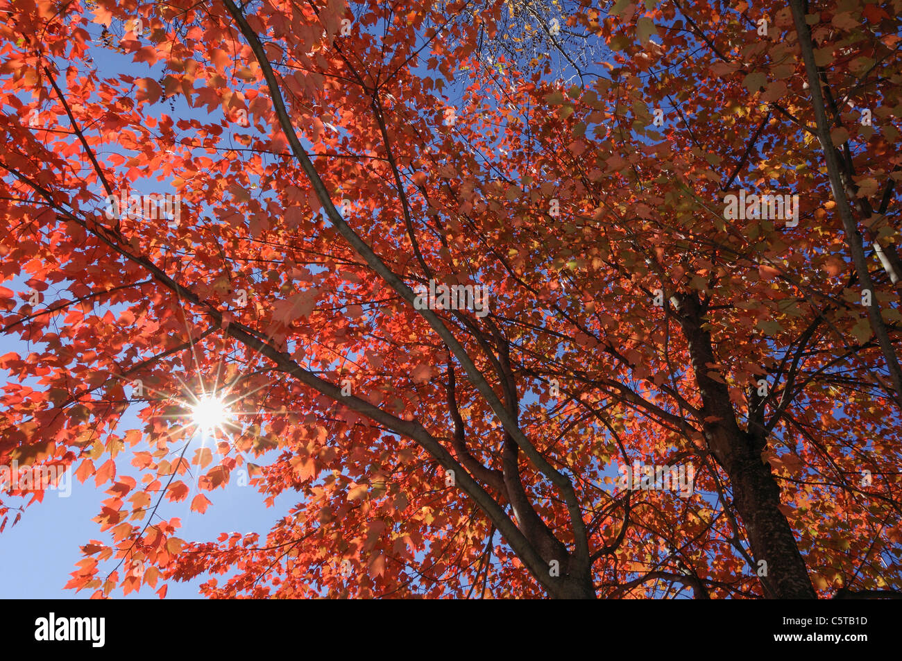 USA, New England, Maple tree, autumn colours Stock Photo - Alamy