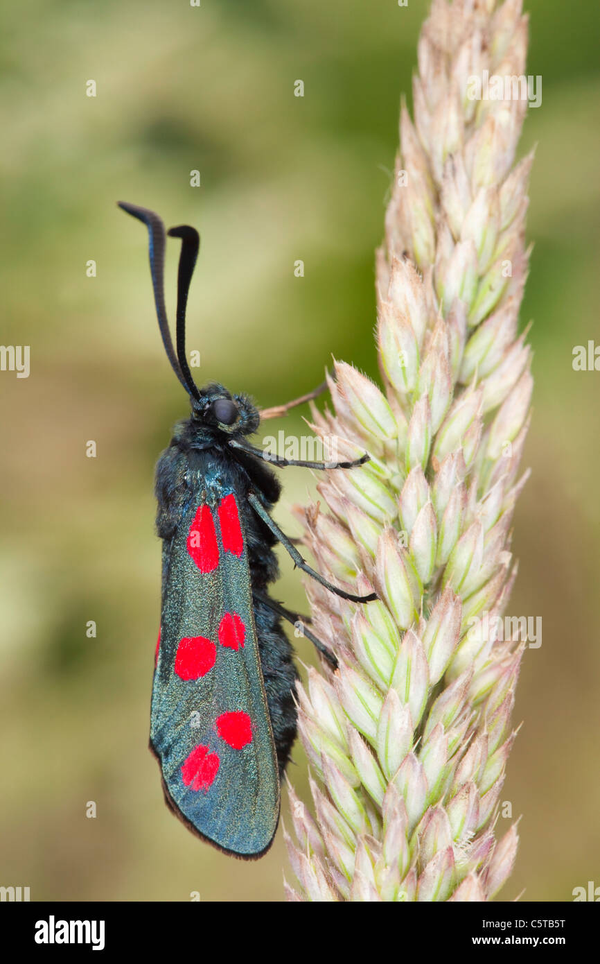 Six Spot Burnet Moth; Zygaena filipendulae stephensi; on Yorkshire Fog ...