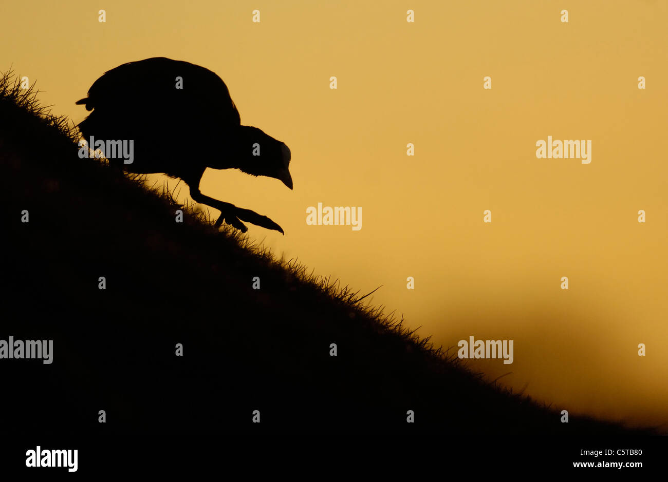 COOT Fulica atra The distinctive silhouette of a coot as it descends a ...