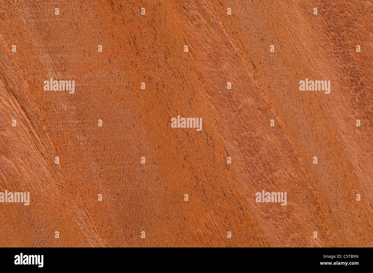 Khaya senegalensis hi-res stock photography and images - Alamy