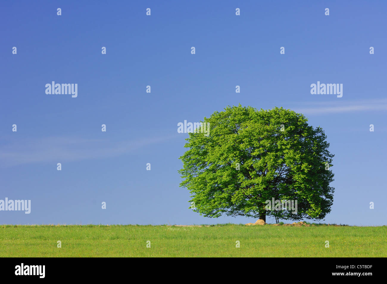 Germany, Bavaria, Tree in meadow Stock Photo - Alamy