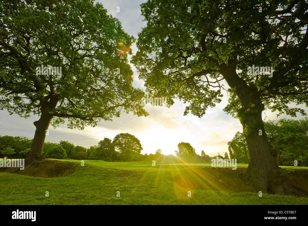 View between two trees and sunrise at a golf course Stock Photo - Alamy