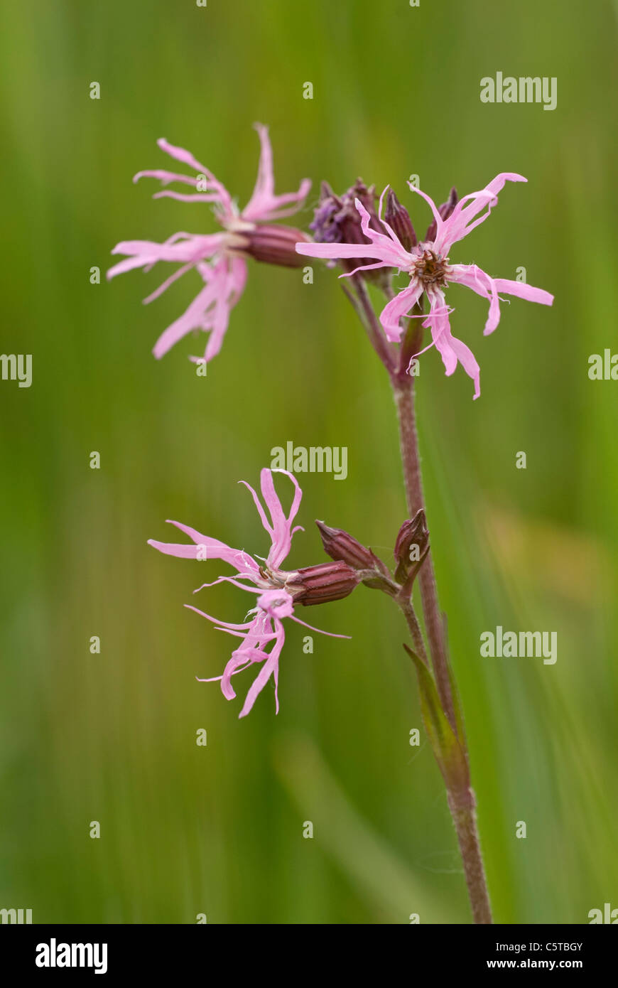 Ragged Robin, (Lychnis flos-cuculi), in wet meadow Stock Photo - Alamy