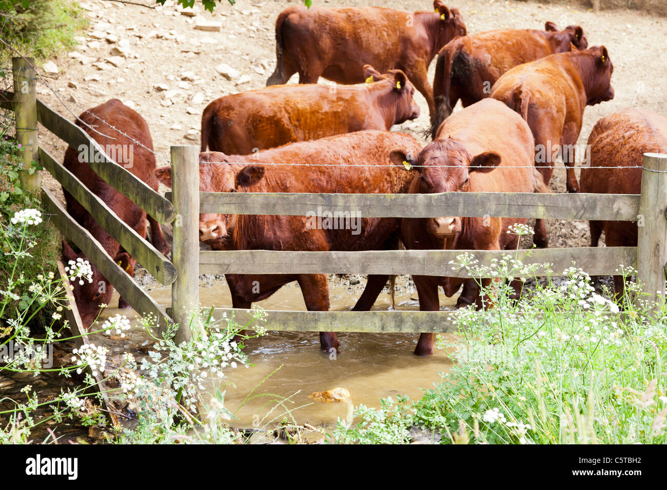 Cows drinking water from a stream in Cornwall England UK Stock Photo ...
