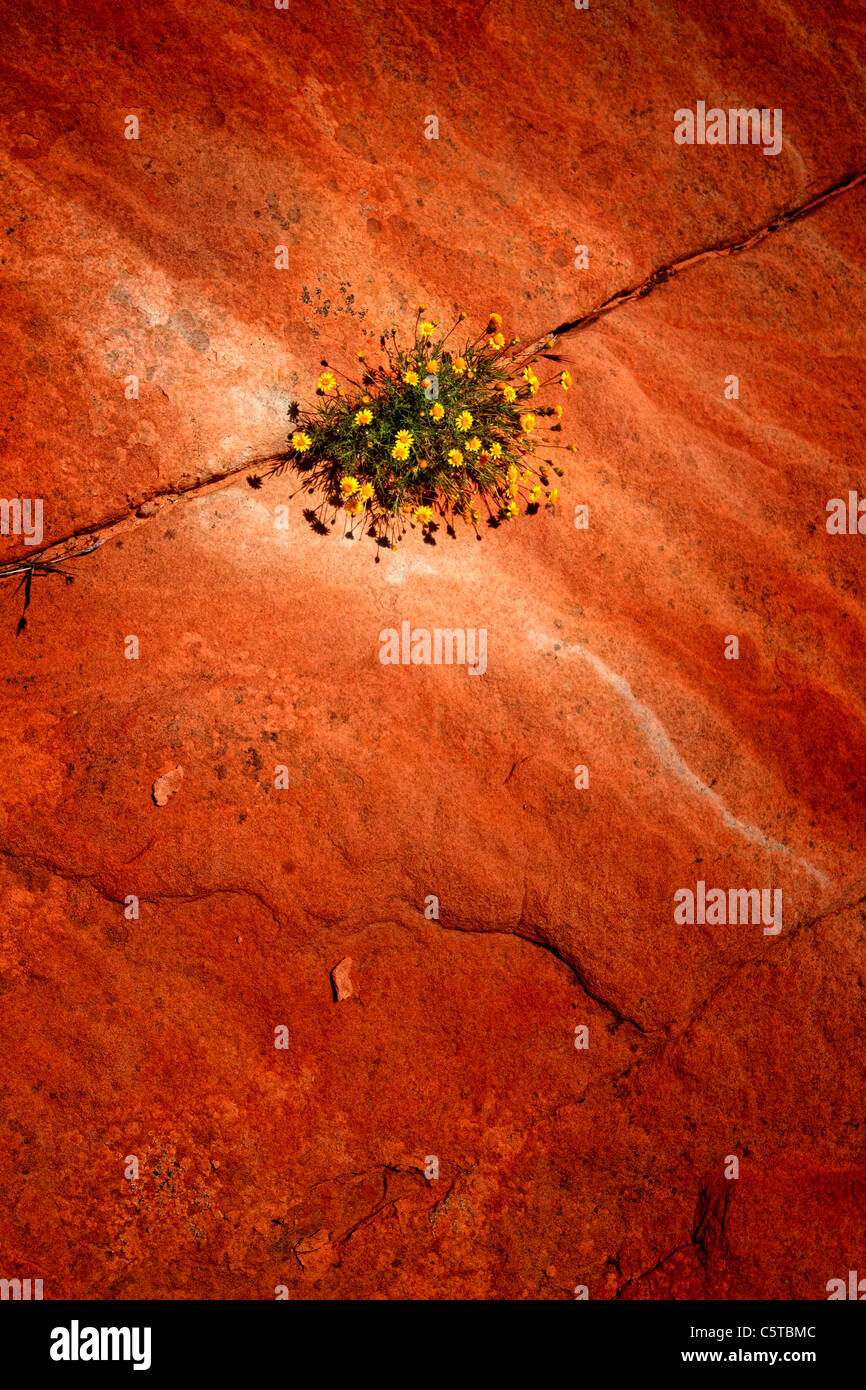 Detail photo plant growing in crack of slick rock in desert Stock Photo ...