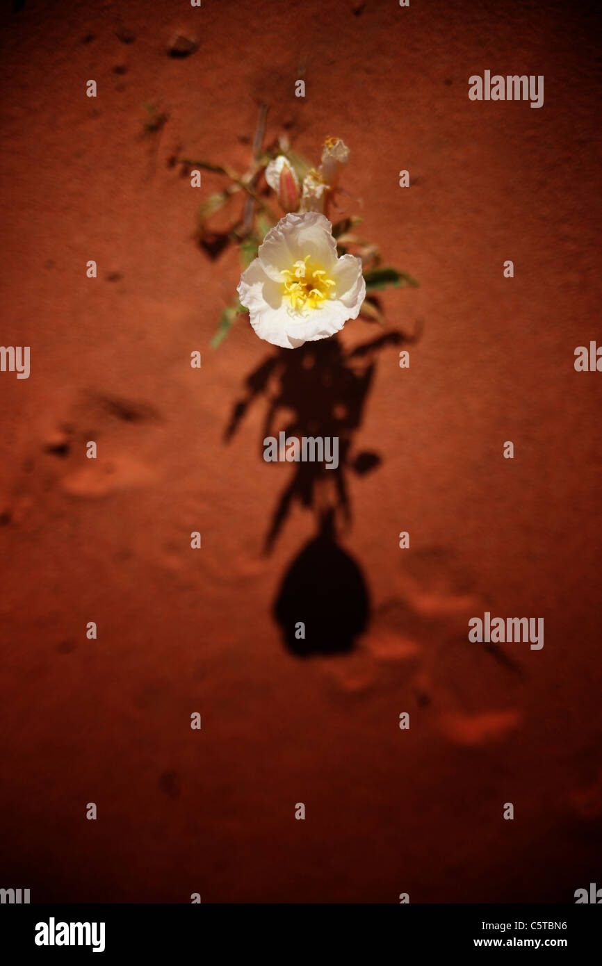 White desert flower hi-res stock photography and images - Alamy