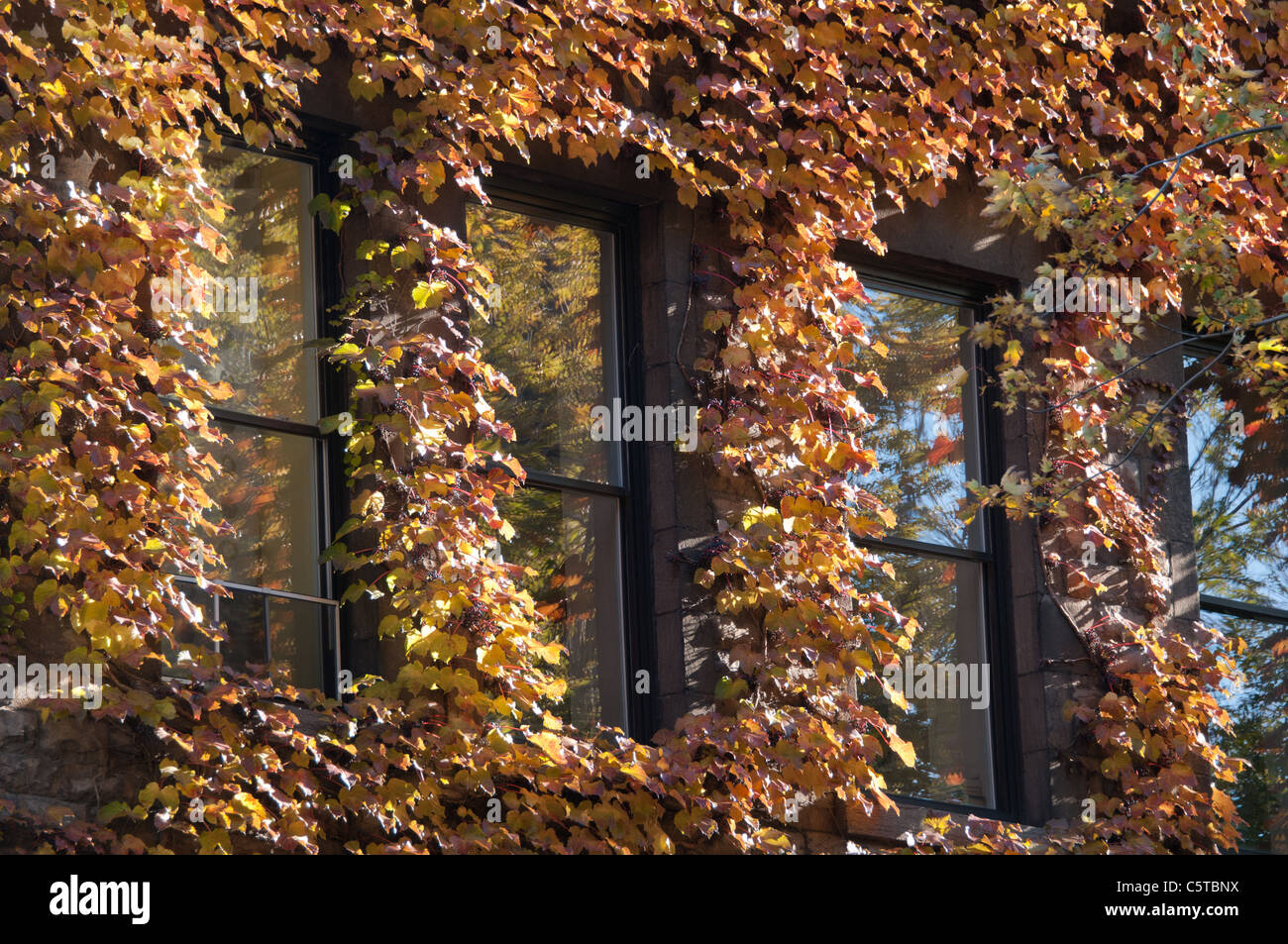 Ivy growing on houses hi-res stock photography and images - Alamy