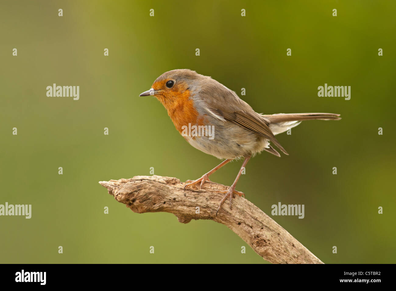 Robin, (Erithacus rubecula Stock Photo - Alamy