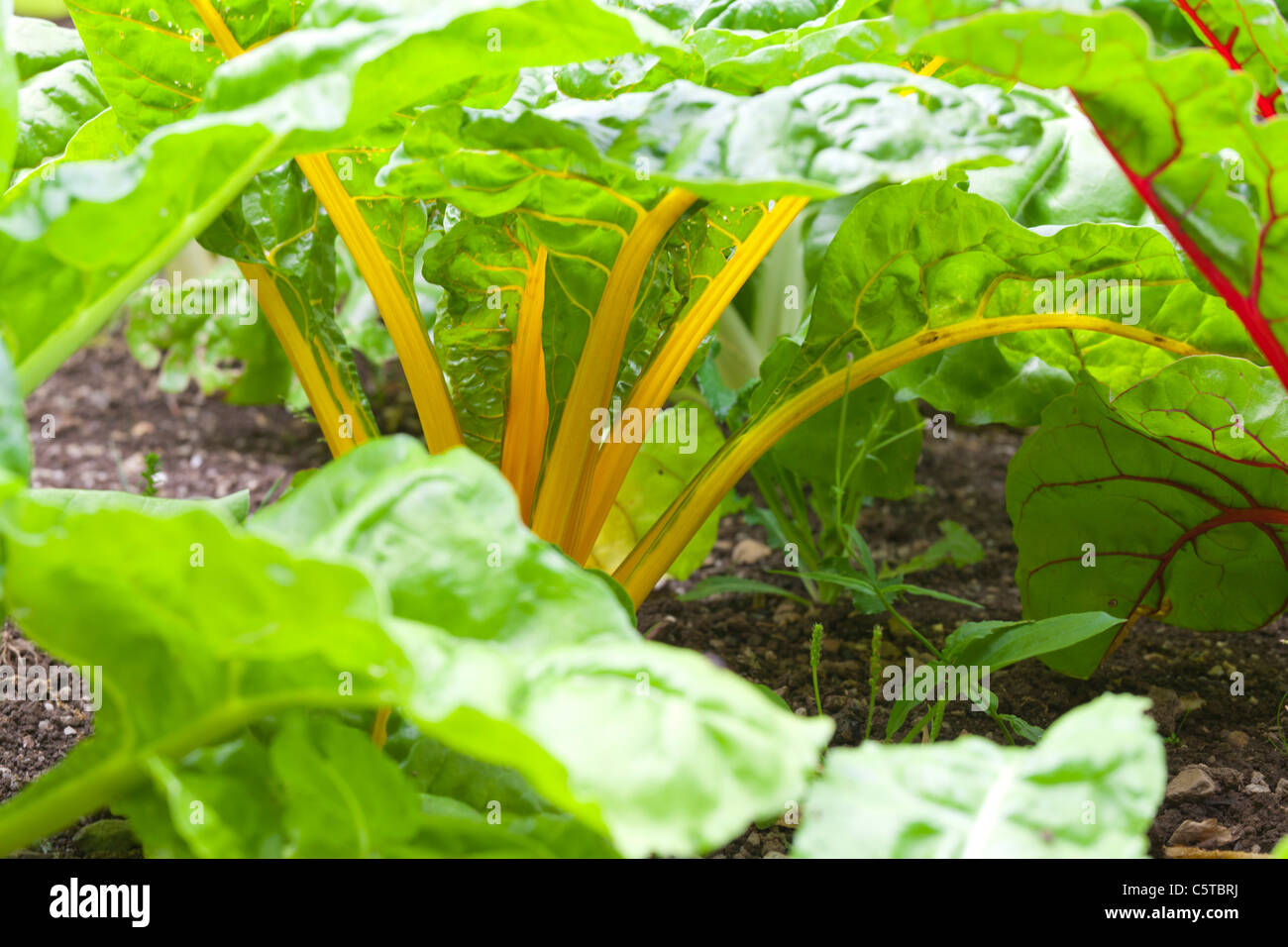 Yellow chard hi-res stock photography and images - Alamy