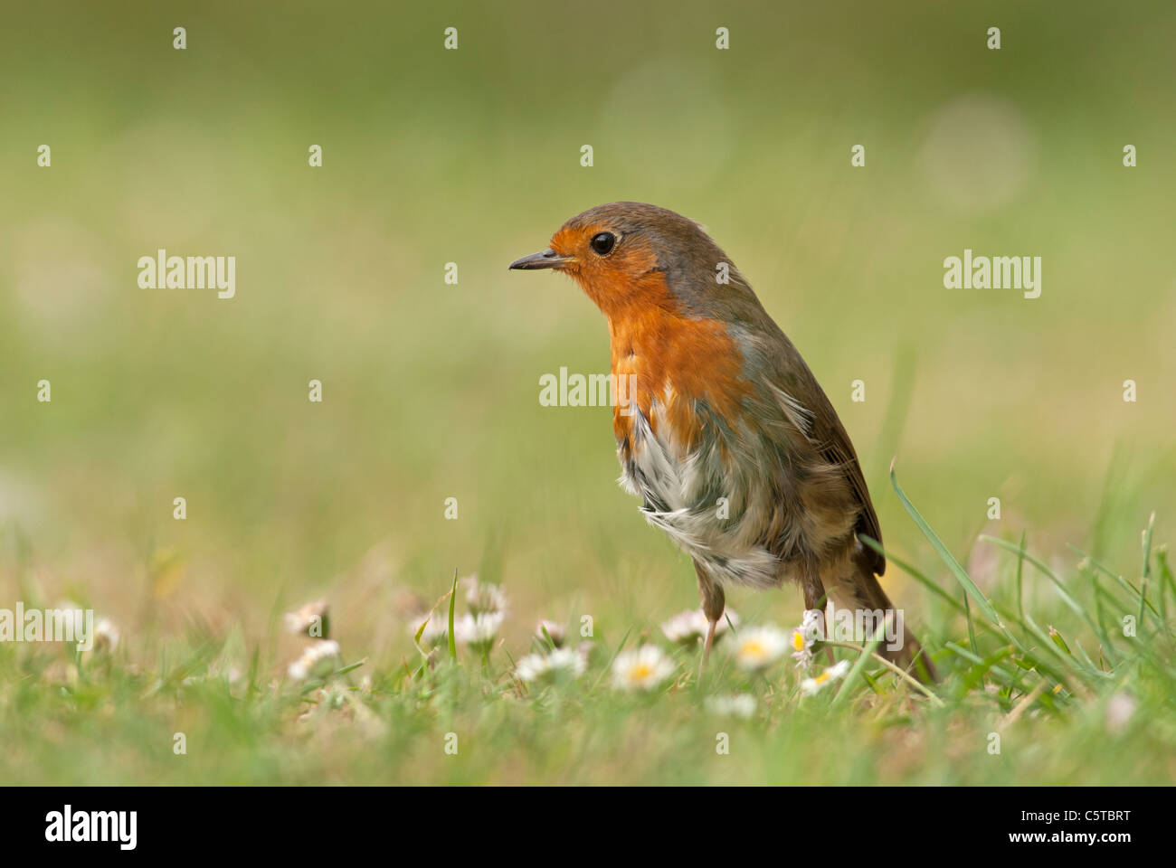 Scruffy garden hi-res stock photography and images - Alamy