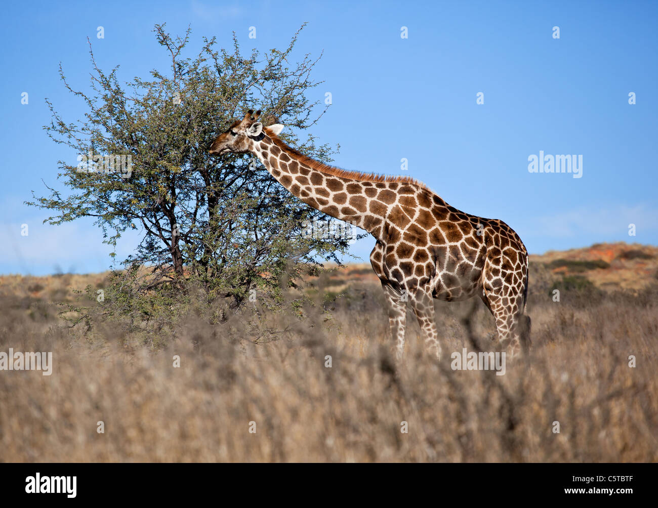 Giraffe eating funny face hi-res stock photography and images - Alamy