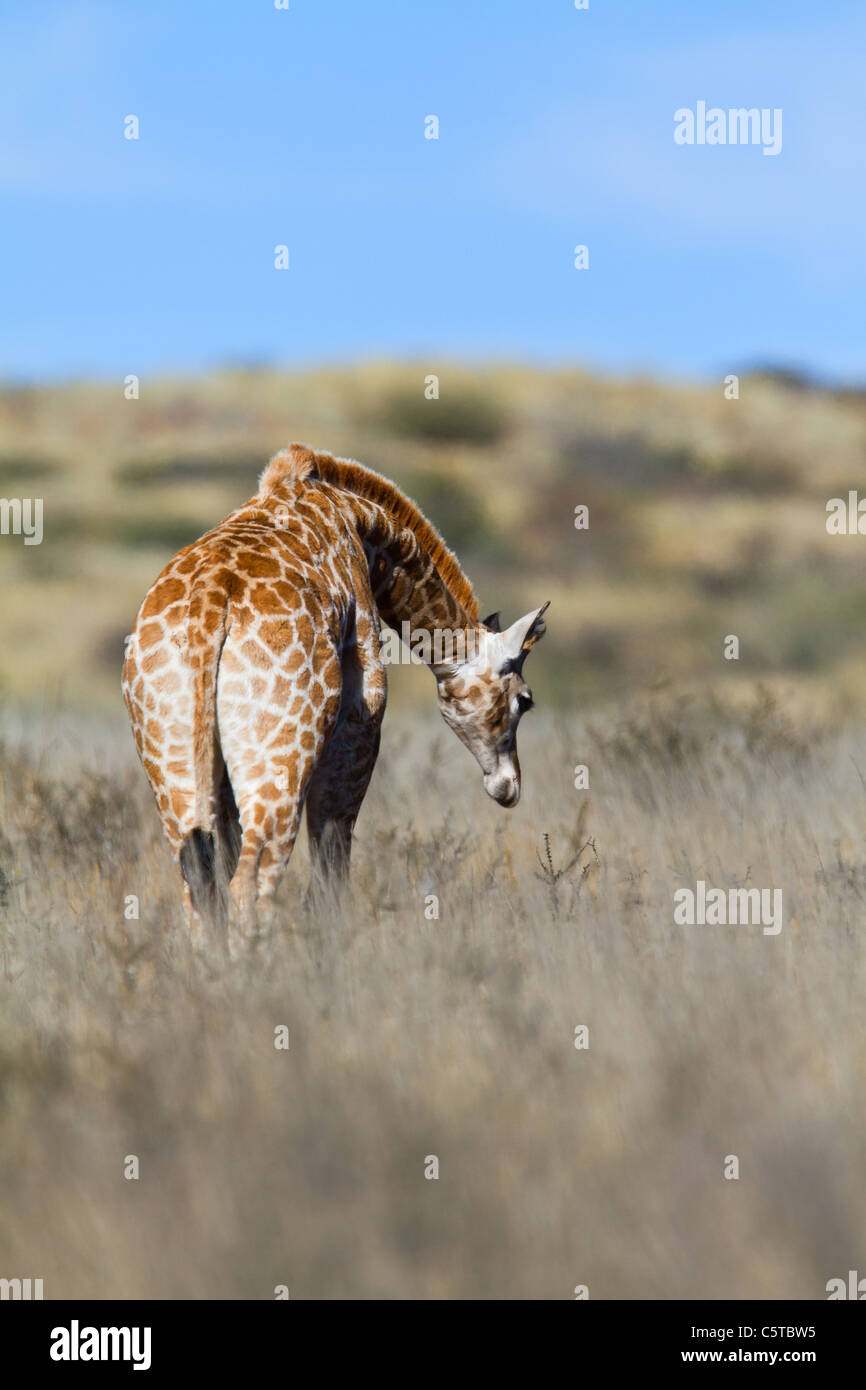 giraffe in the Kalahari Stock Photo - Alamy