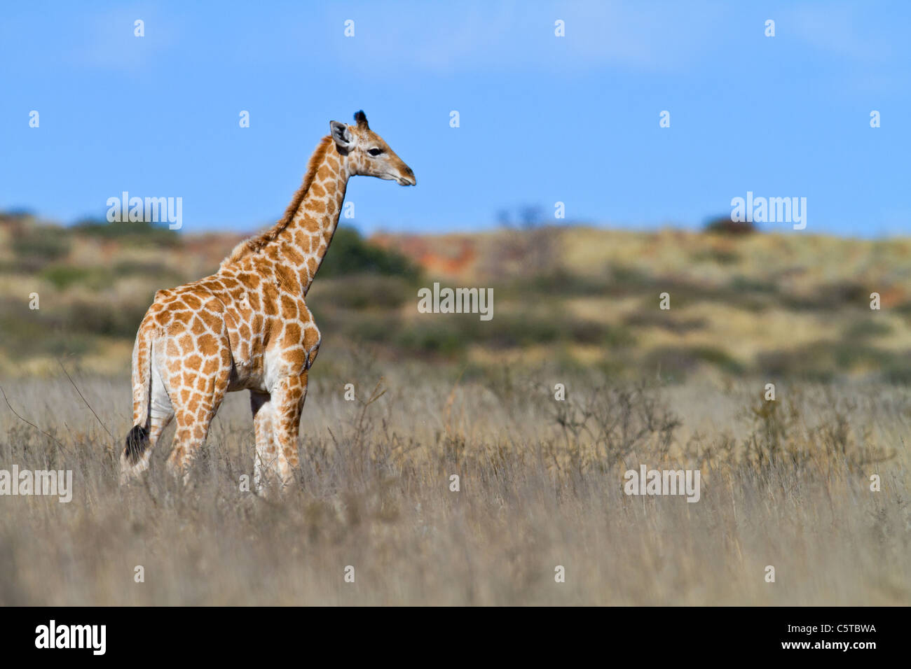 giraffe in the Kalahari Stock Photo - Alamy