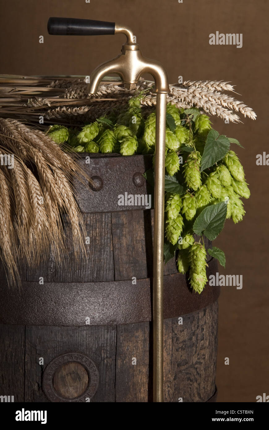 hops with barley Stock Photo - Alamy