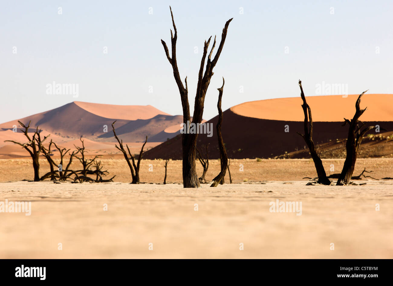 Skeletons of the ancient dead Acacia trees in the Dead Vlei pan. Namib ...