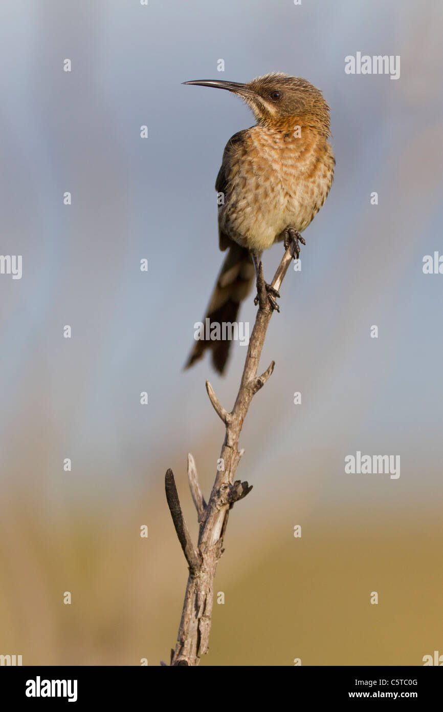 South african sugarbird hi-res stock photography and images - Alamy