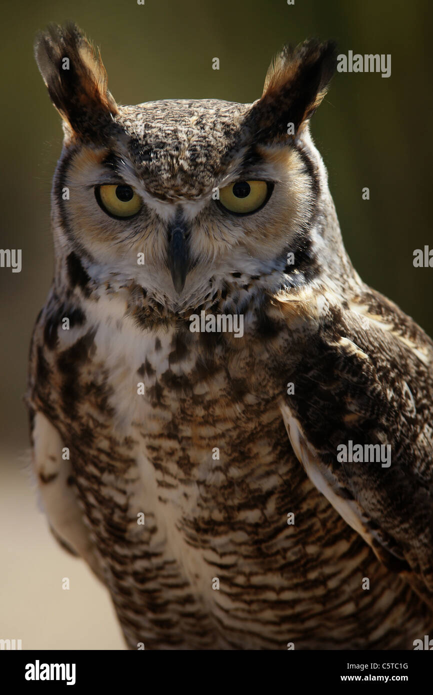 Owl Wing Feathers Close High Resolution Stock Photography and Images ...