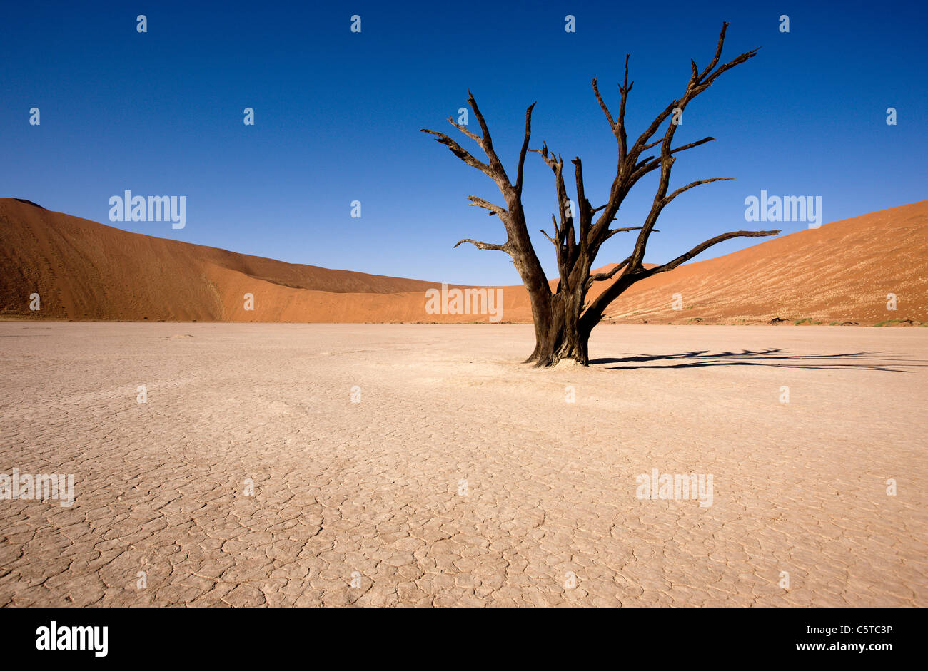 The skeleton of a dead Acacia tree the Dead Vlei pan. Namib-Naukluft ...