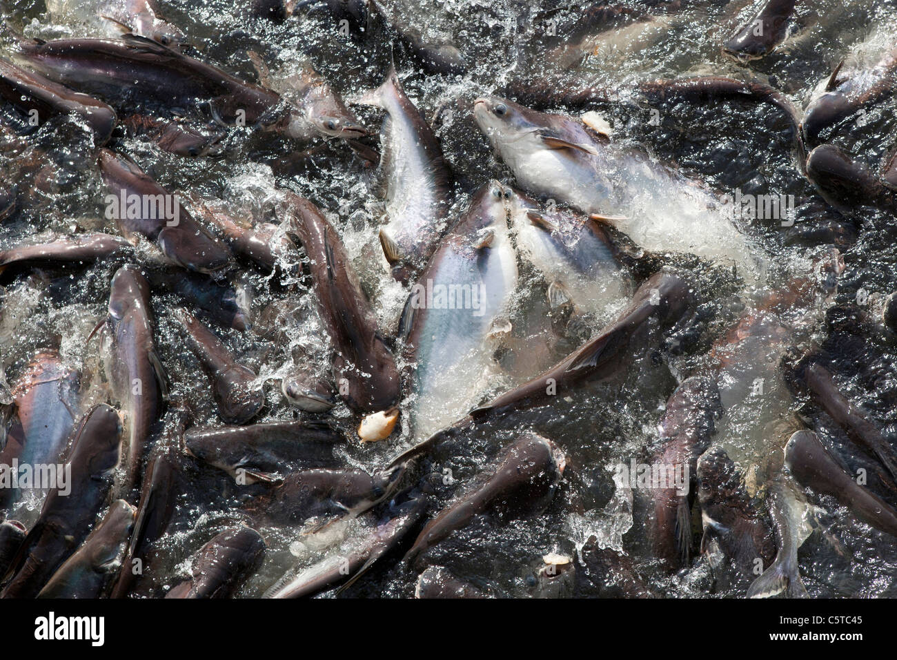 Fish in the Chao Phraya River in Bangkok, Thailand Stock Photo - Alamy