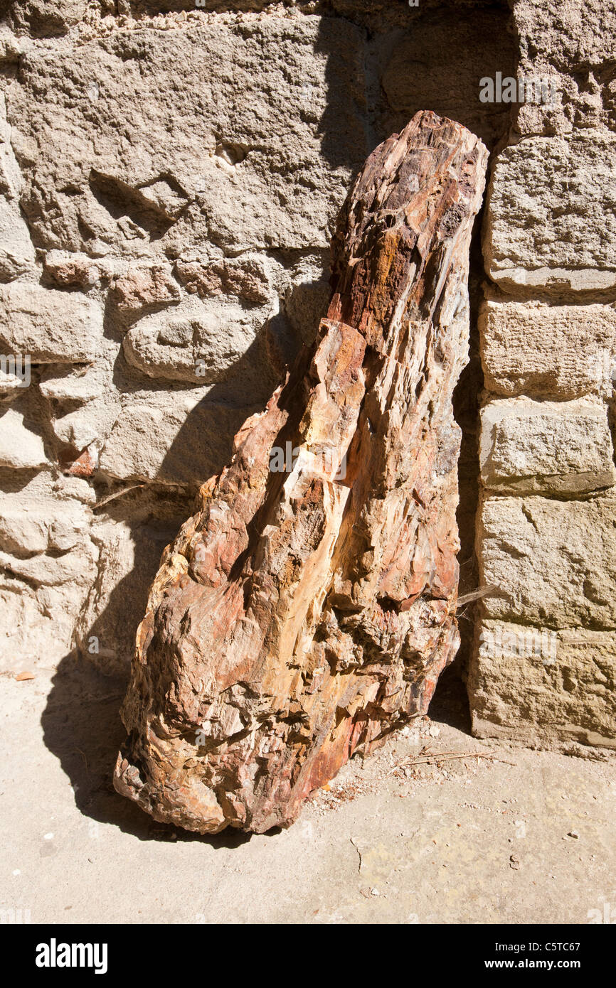 A fossilized tree from the famous petrified forest on lesbos, Greece ...