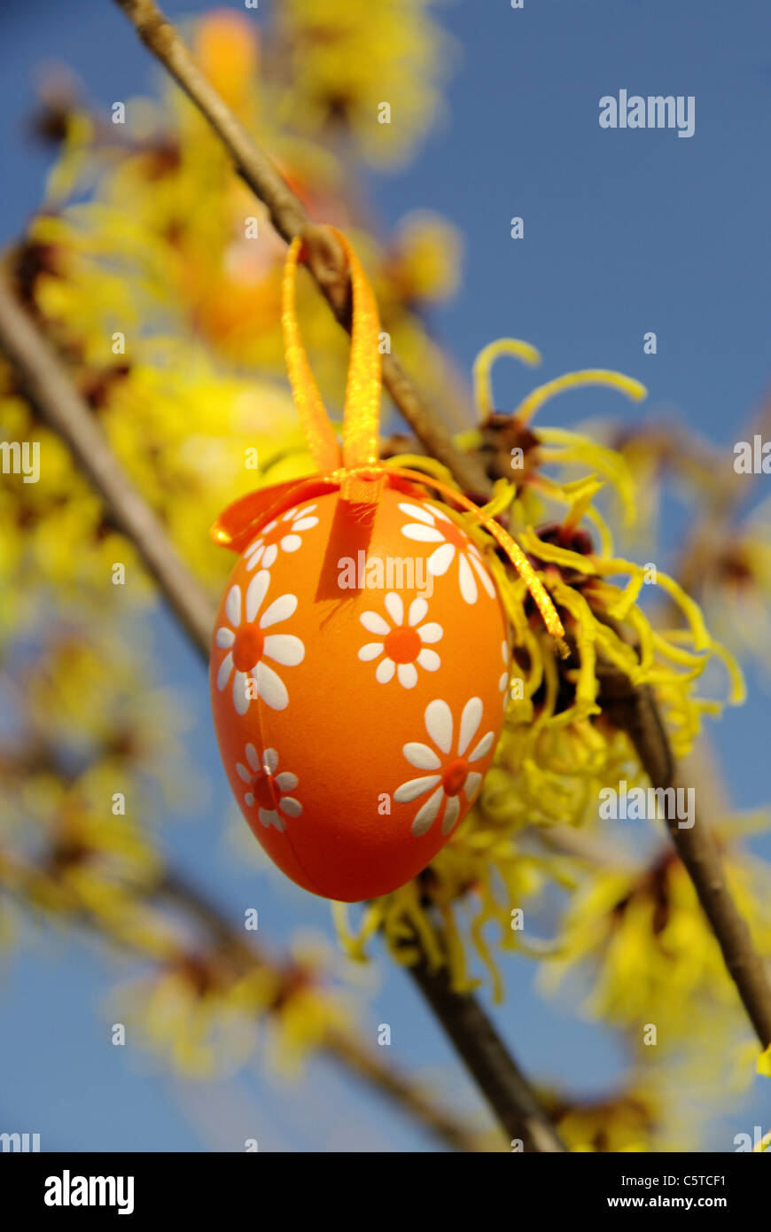 Osterstrauch Hamamelis - hamamelis shrub in easter time 03 Stock Photo ...
