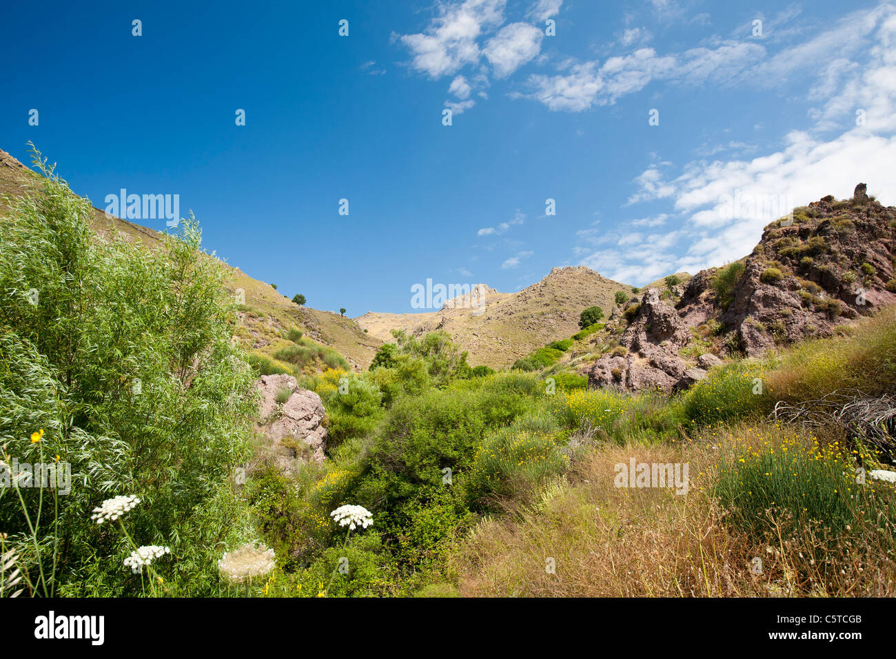 Vegetation green greece hi-res stock photography and images - Alamy